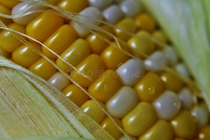 Husk, Silk and Kernel of Corn Stock Image - Image of kernel, silk: 97124915