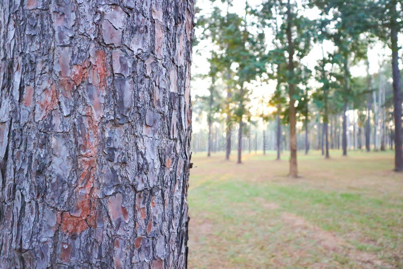 Husk Tree or Tree Bark or Pine Tree Stock Photo - Image of tree, trunk ...