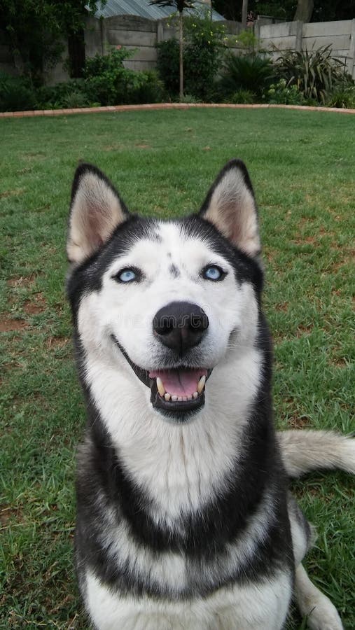 Huskey stock image. Image of friendly, smiles, huskey - 110236011