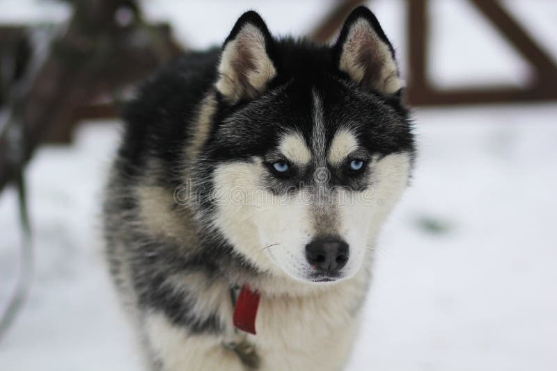 Huskey stock image. Image of winter, snout, cold, animal - 8760715