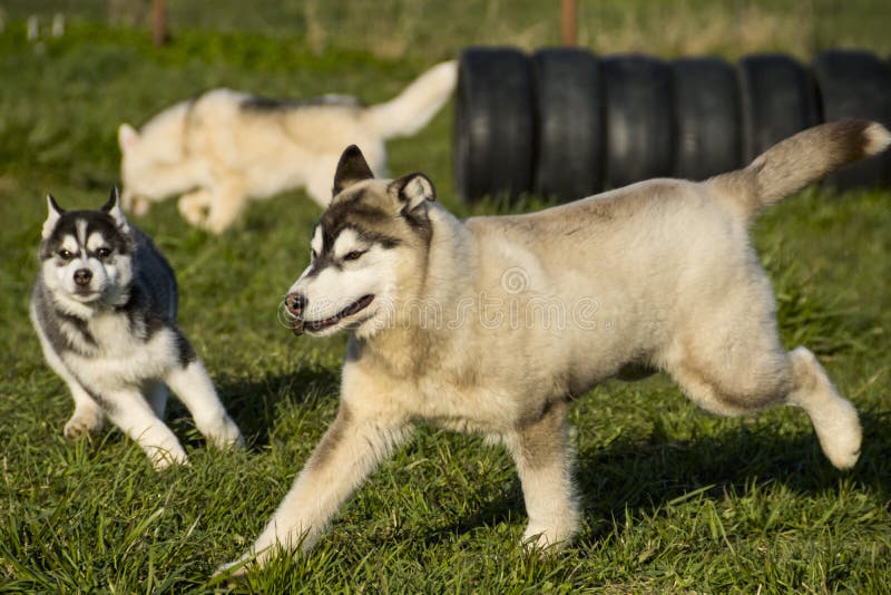 Huskey stock image. Image of huskey, canine, pets, outdoor - 91437509