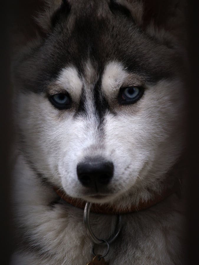 Huskies Dog stock image. Image of eyes, husky, animal - 61646563