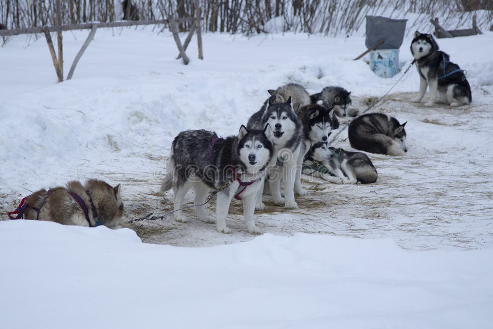 Huskies in Harness. Running Huskies in a Pack Stock Image - Image of ...