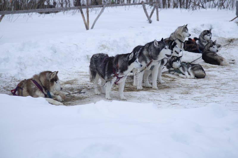 Huskies in Harness. Running Huskies in a Pack Stock Image - Image of ...