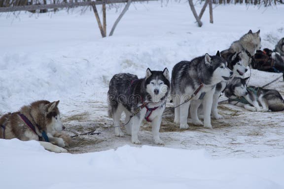 Huskies in Harness. Running Huskies in a Pack Stock Photo - Image of ...