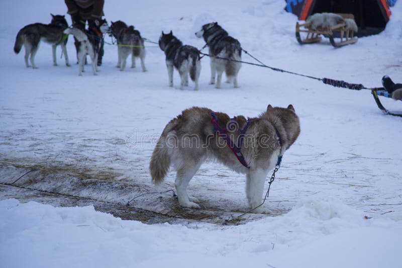 Huskies in Harness. Running Huskies in a Pack Stock Image - Image of ...