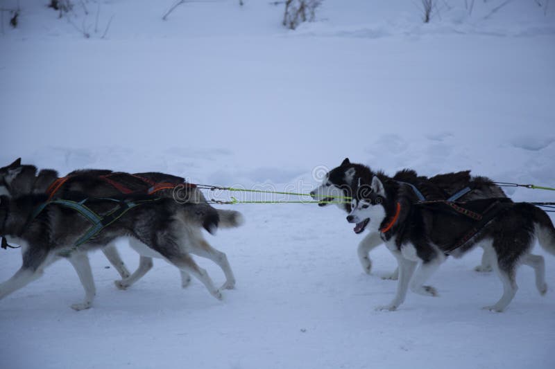 Huskies in Harness. Running Huskies in a Pack Stock Image - Image of ...