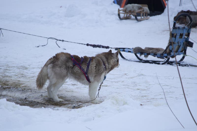 Huskies in Harness. Running Huskies in a Pack Stock Image - Image of ...