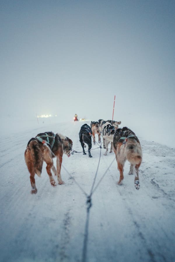 Huskies Pulling Sled Down Icy Road Arctic Longyearbyen Svalbard Stock ...