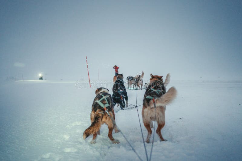 Huskies Pulling Sled Snow Longyearbyen Svalbard Arctic Winter Stock ...