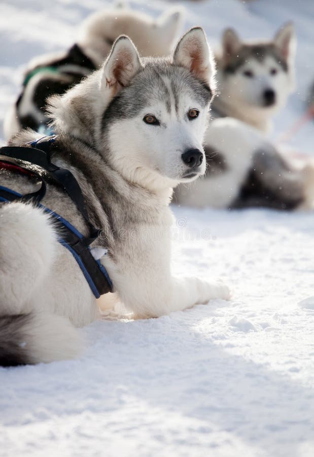 Husky sled-dogs stock photo. Image of sled, cold, animal - 4708348