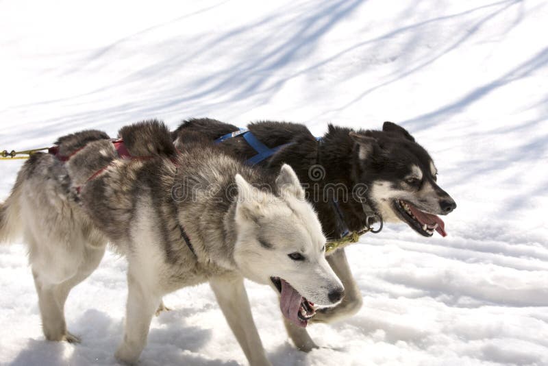 Huskies Running in a Team in the Spring Stock Image - Image of action ...