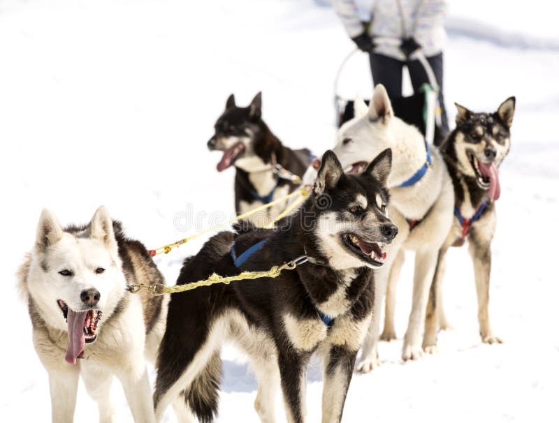 Huskies Running in a Team in the Spring Stock Image - Image of action ...
