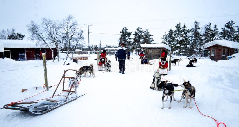 Huskies Waiting To Go on a Sleigh Ride Editorial Photography - Image of ...