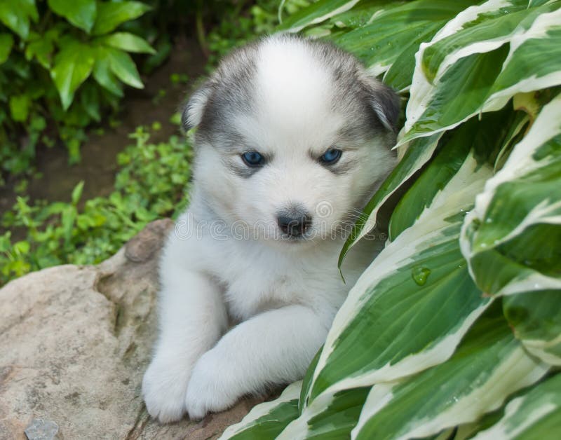 Huskimo Puppy stock photo. Image of outdoors, adorable - 54950492