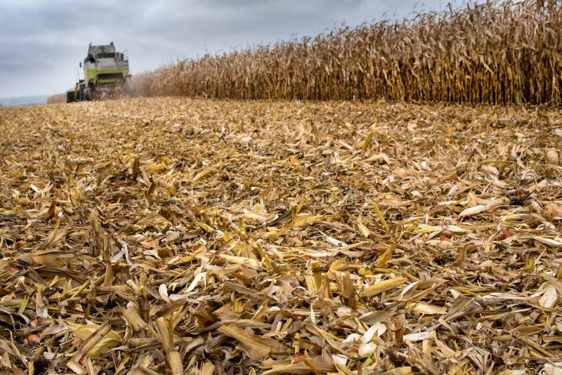 Husks Close-up in Focus after Corn Harvest, Stock Photo - Image of ...