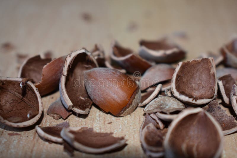 Husks of hazelnuts. stock photo. Image of color, hazelnuts - 124753570