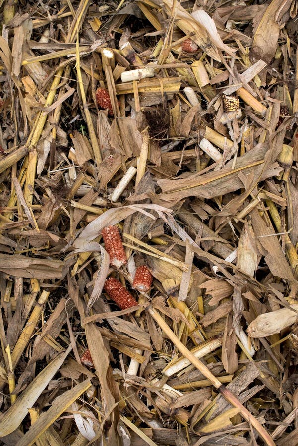 Husks and Red Cobs Left in the Field after Harvesting Corn Stock Photo ...