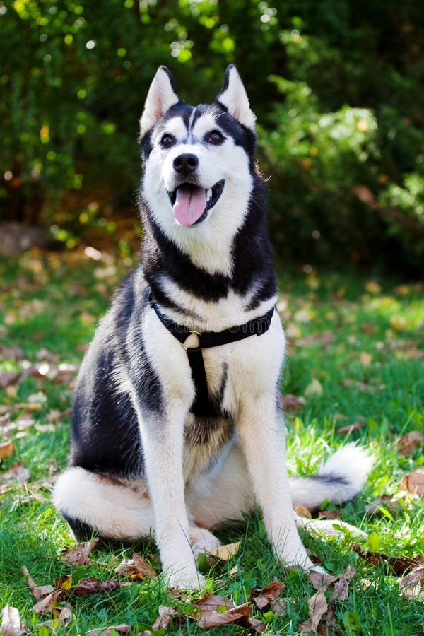 Husky stock image. Image of texas, love, warm, husky - 67449337