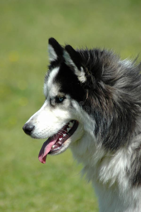 Happy Huskies stock photo. Image of dogs, husky, happy - 1453834