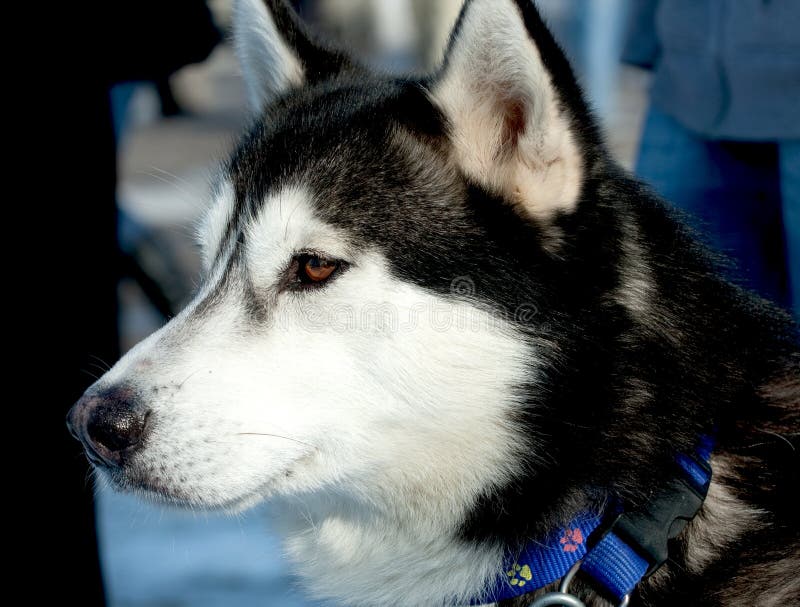 12,975 Husky Head Stock Photos - Free & Royalty-Free Stock Photos from ...