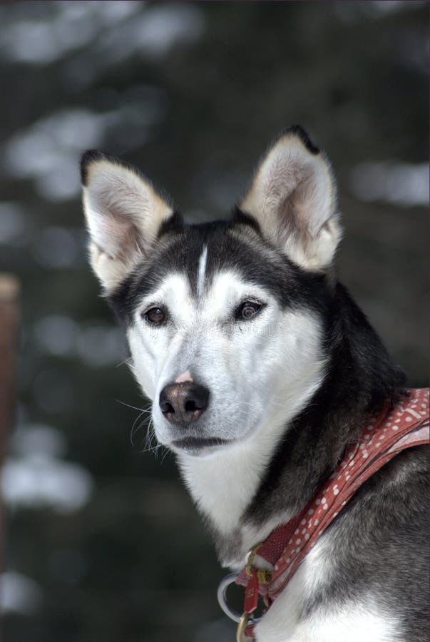Husky 2 stock photo. Image of husky, quebec, snow, vacation - 12625608