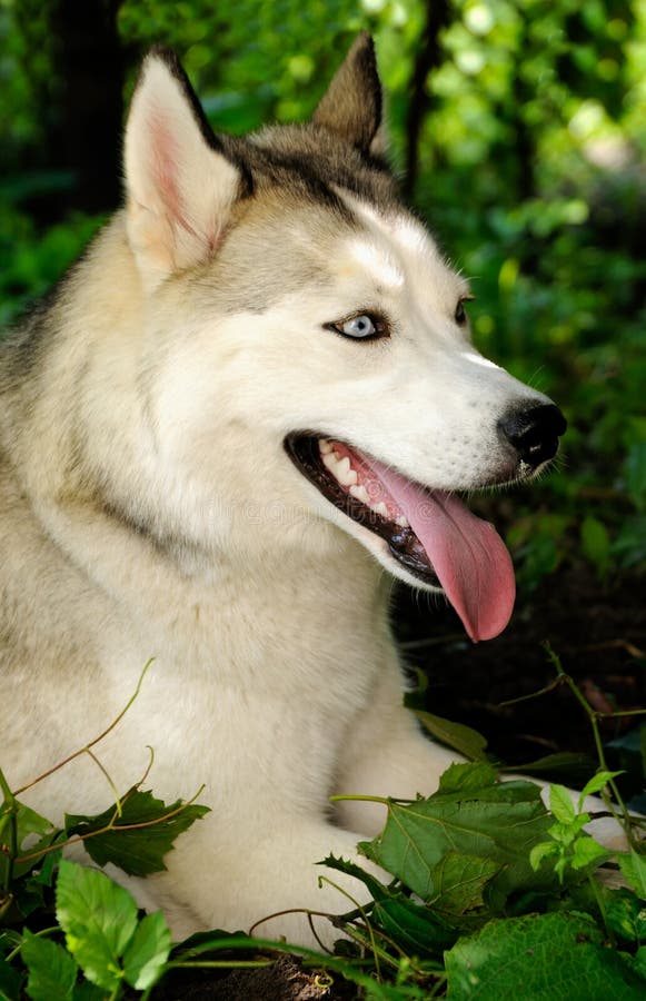 Husky stock image. Image of face, husky, siberian, young - 25002917