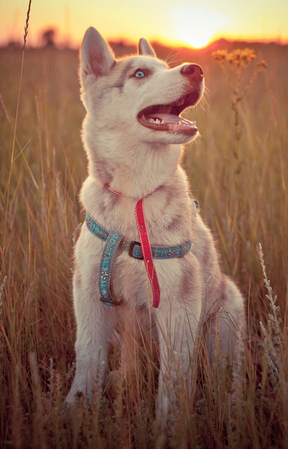 Husky stock image. Image of park, husky, sunrise, field - 26673719
