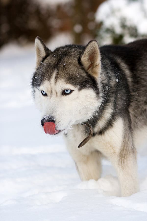 Husky stock image. Image of blue, look, black, cute, grey - 7987387