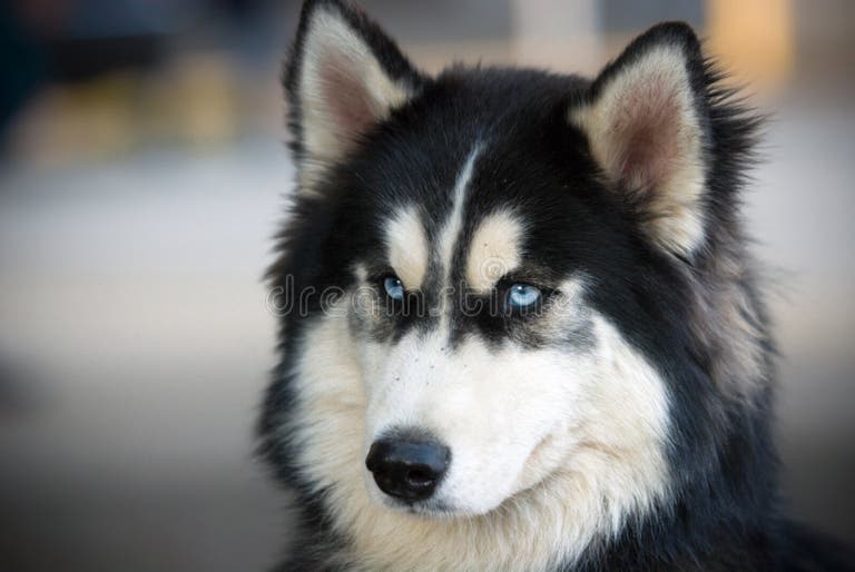 Husky stock photo. Image of close, husky, guard, cute - 8123360