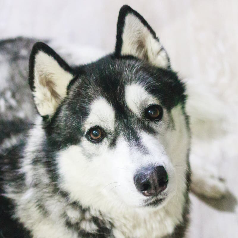 Husky Dog Adult at Home with Owners. Selective Focus Stock Image ...