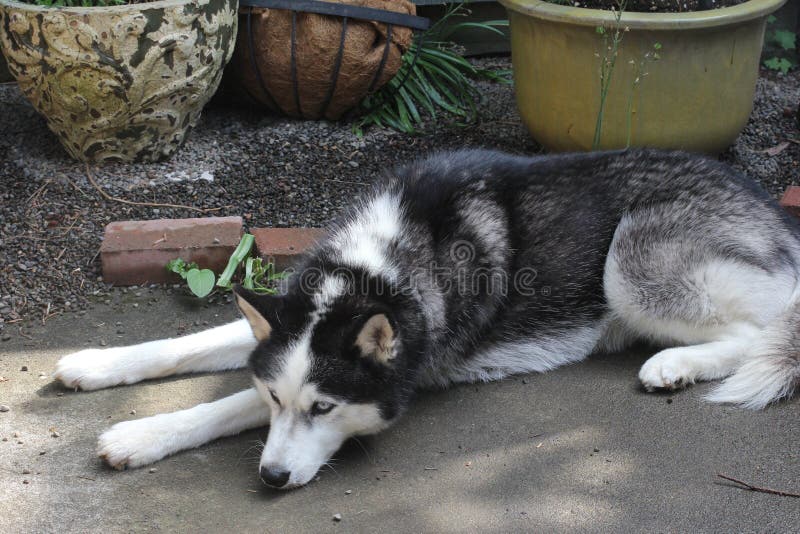 883 Back Husky Photos - Free & Royalty-Free Stock Photos from Dreamstime