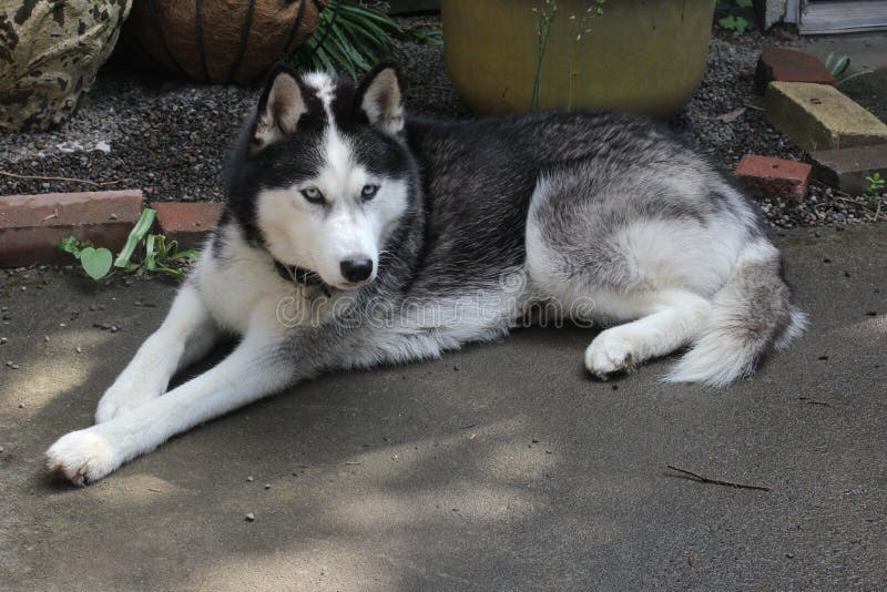 883 Back Husky Photos - Free & Royalty-Free Stock Photos from Dreamstime