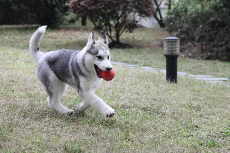 Husky stock photo. Image of adorable, friend, animals - 52579808