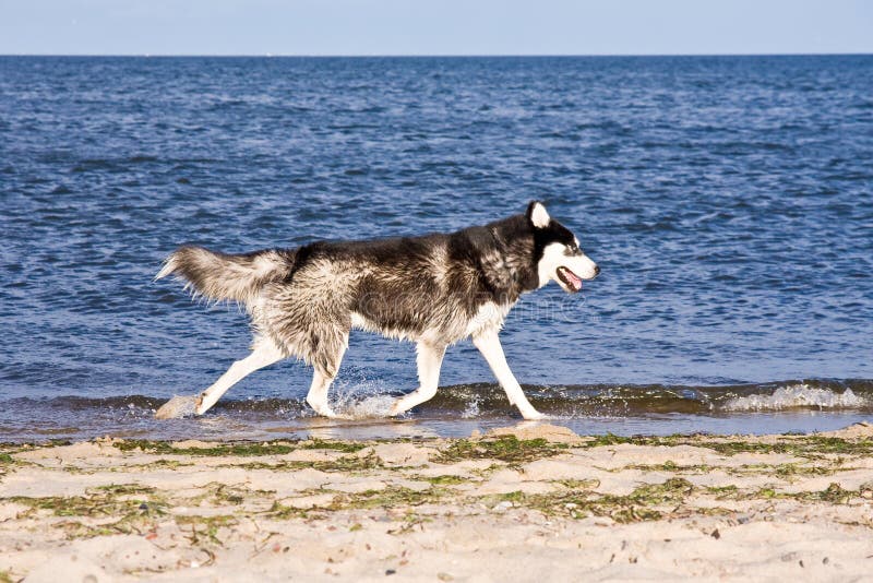 Husky on the beach stock photo. Image of hunting, canine - 6905178