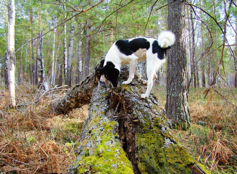 Husky behind work stock photo. Image of siberian, siberia - 40320436