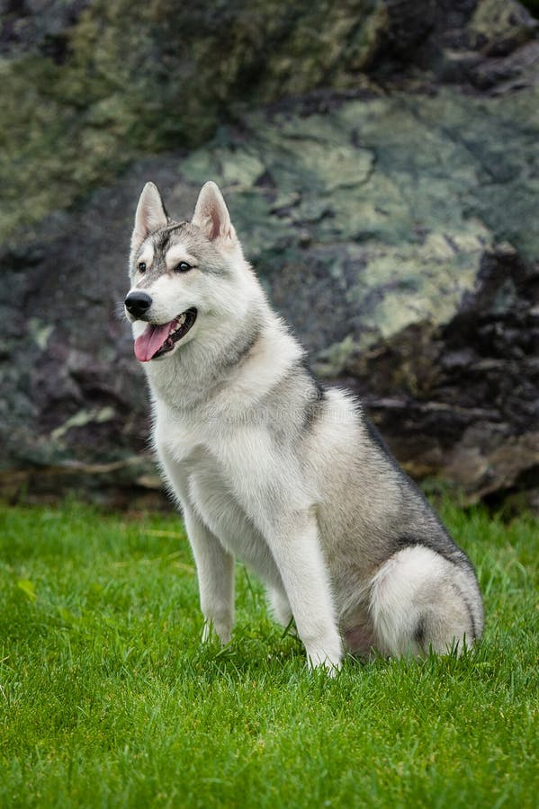 Husky in the big city stock image. Image of puppy, travel - 31452335