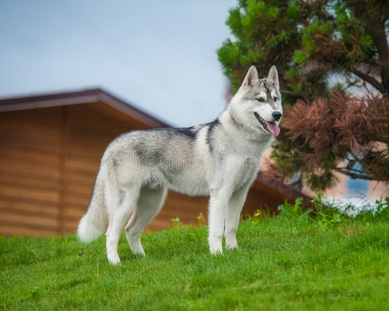 Husky in the big city stock photo. Image of friendship - 31452348
