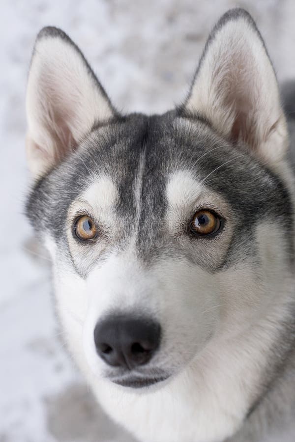 Husky with Big Ears Looks Up Stock Image - Image of fluffy, looks ...