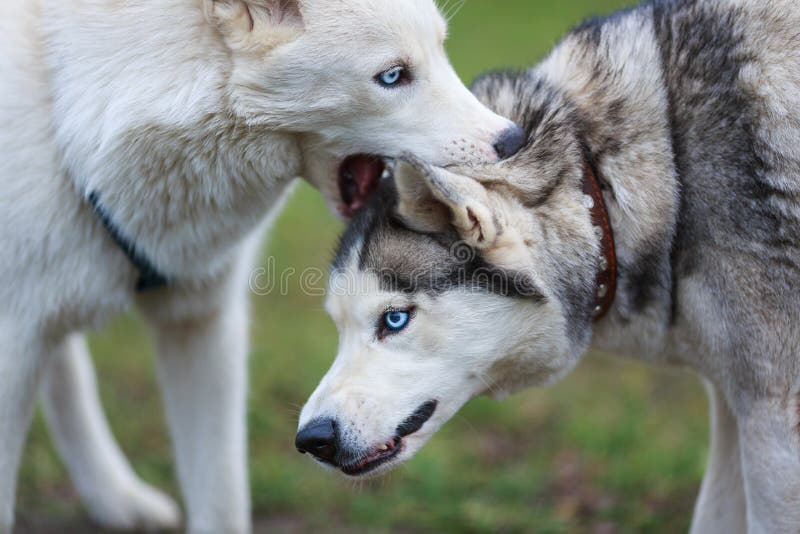 Husky bites stock photo. Image of huskies, adorable, little - 48973092