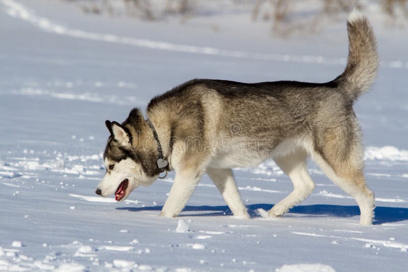 Husky Dog sniffing the air stock image. Image of smell - 35302127