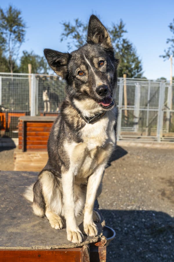 A Husky at Husky Camp - Tromso Norway Stock Image - Image of dogsled ...
