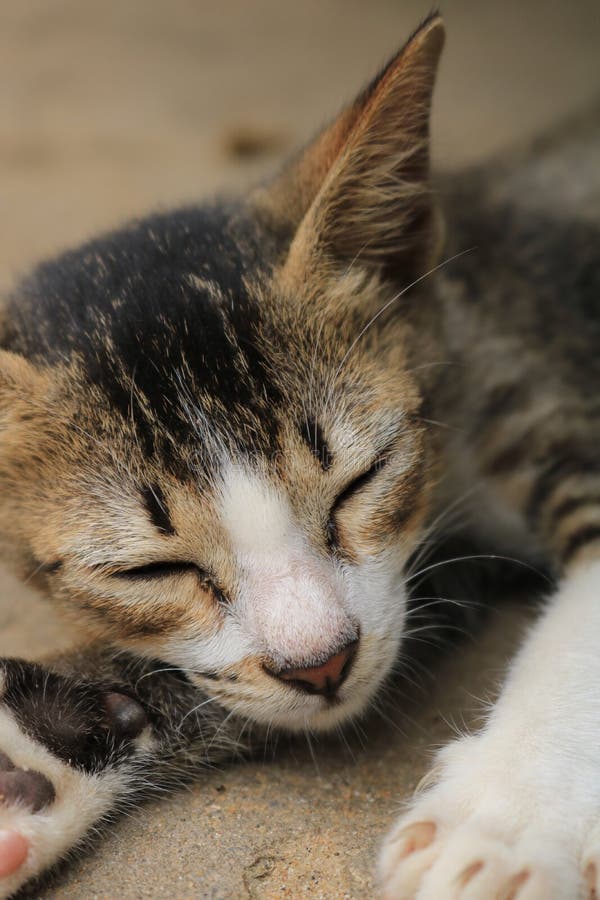 Husky cat is sleeping stock photo. Image of carnivore - 258230420