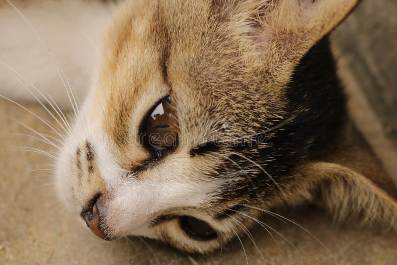 Husky Cat is Sleeping at the Bed Stock Image - Image of animal ...