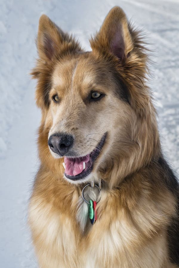 Husky Colley dog stock image. Image of loyal, colley - 112213055