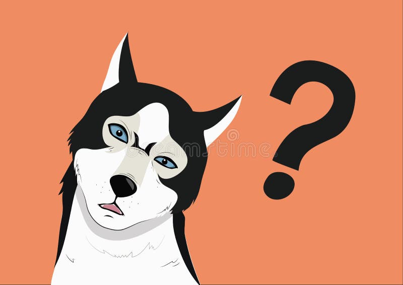 Confused Husky