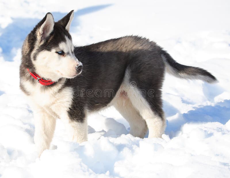 Husky cub stock image. Image of snow, behaviour, mammal - 4132213