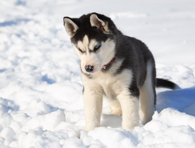Husky cub stock image. Image of mammals, north, eyes, ears - 4135925