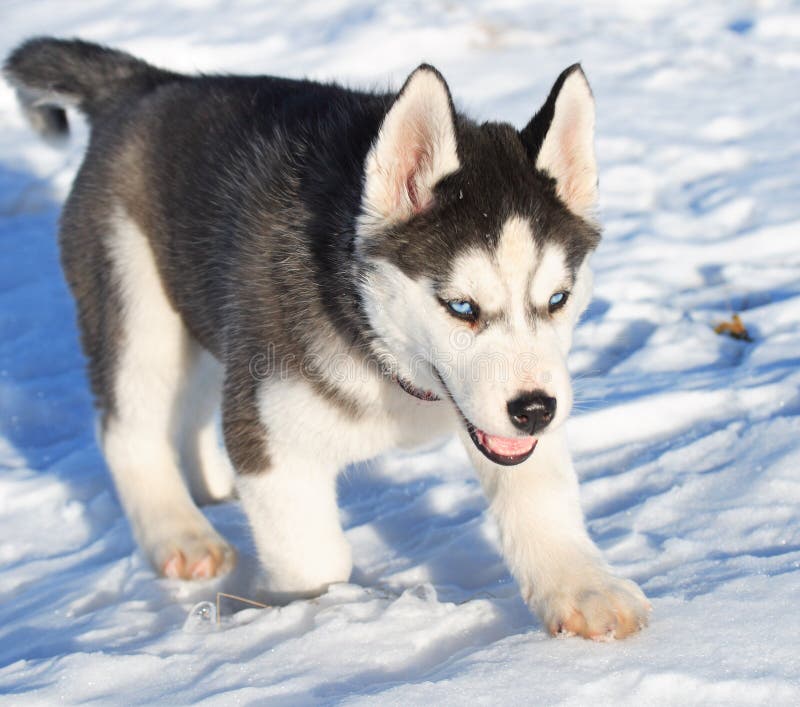 34+ Husky cub Free Stock Photos - StockFreeImages