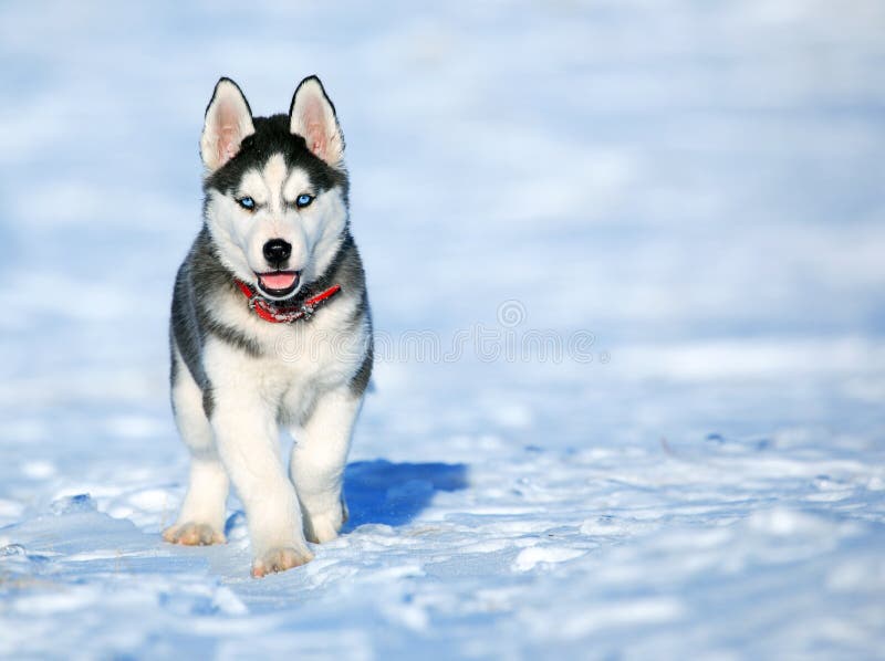 Husky cub stock image. Image of fang, north, nordic, tail - 4137359